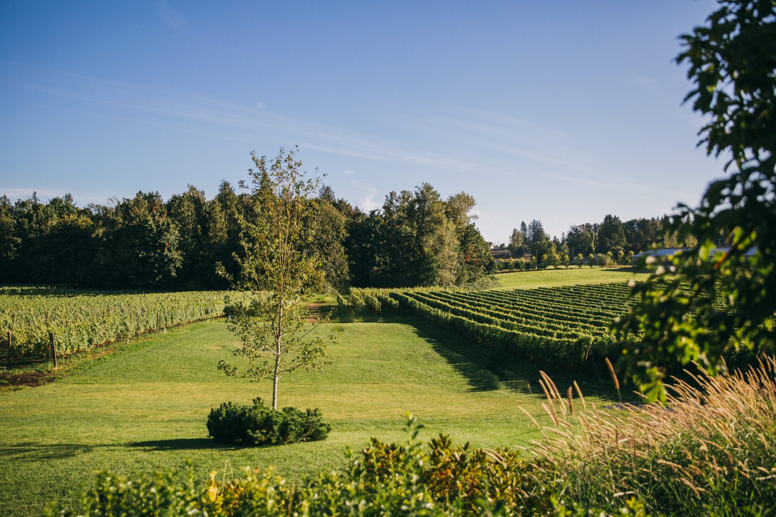 'BC Sips to Support' Family-Operated Singletree Winery: From 'City Kids ...